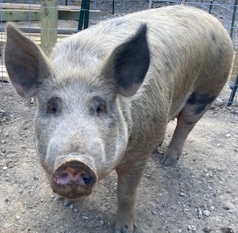 Penny | Red Robin Song Animal Sanctuary